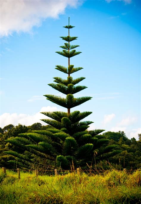 My Favorite Tree In New Zealand A Norfolk Pine Weird Trees Artistic Tree Plants