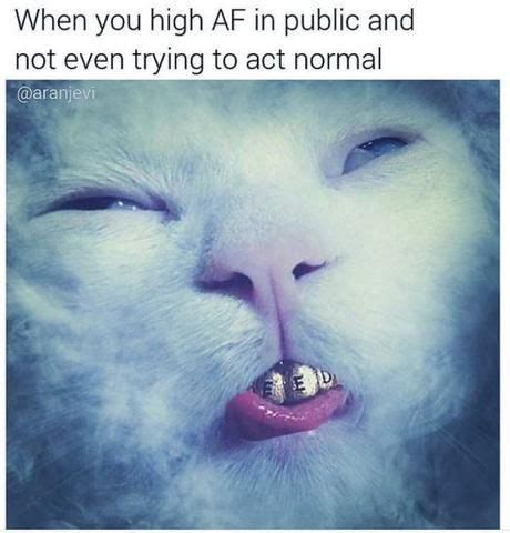 Funniest 420 Blaze It Memes Everything 420
