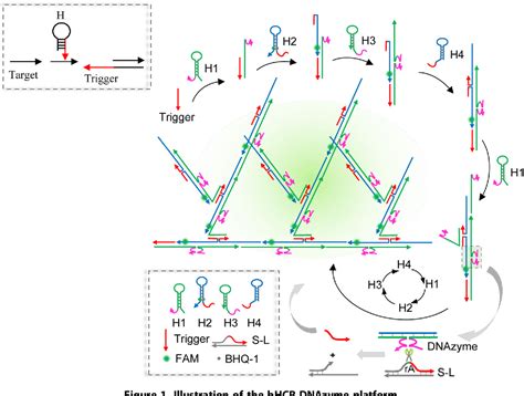 Figure 1 From A Dnazyme Enhanced Nonlinear Hybridization Chain Reaction For Sensitive Detection