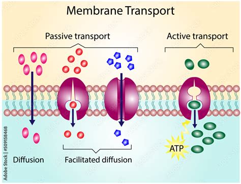 Active Vs Passive Transport For Molecules Movement In Cell Membrane