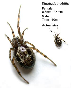 The Arrival Of Steatoda Nobilis In Nottinghamshire