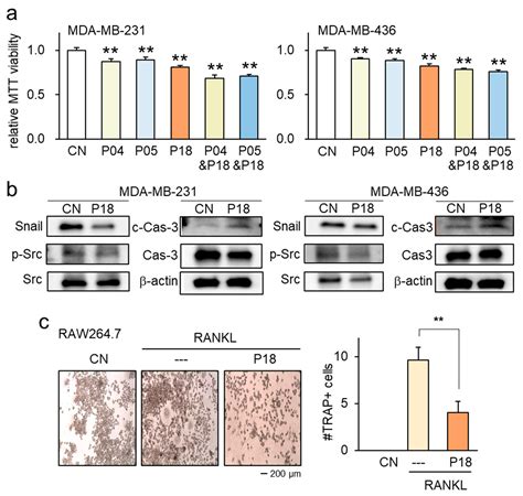 P18 Novel Anticancer Peptide From Induced Tumor Suppressing Cells Targeting Breast Cancer And