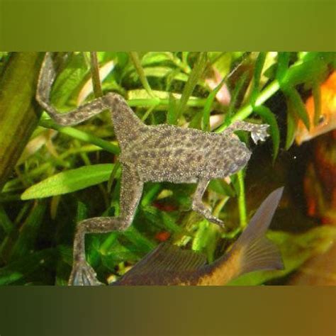 African Dwarf Frog For Sale