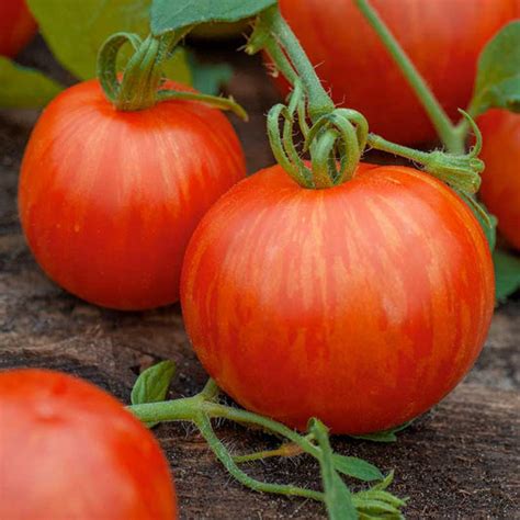 Tomato Seeds Shop 99 Varieties Eden Brothers Page 3