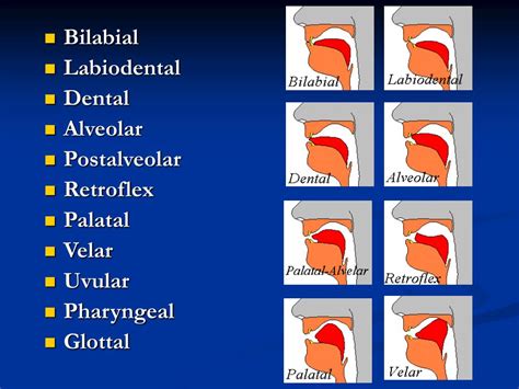 Ppt Chapter Two Speech Sounds Powerpoint Presentation Free Download Id 1806804