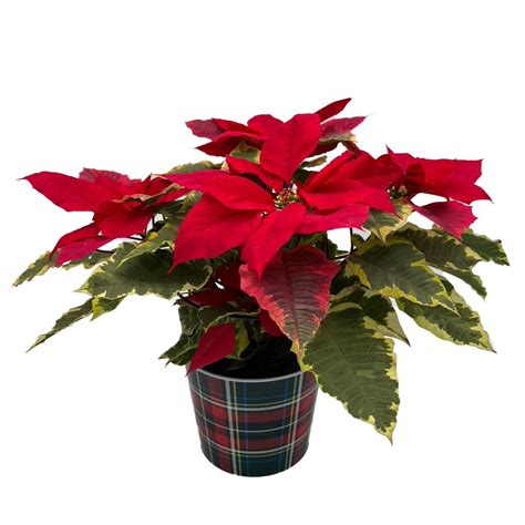 Blooms By H E B Tapestry Poinsettia Shop Potted Plants At H E B