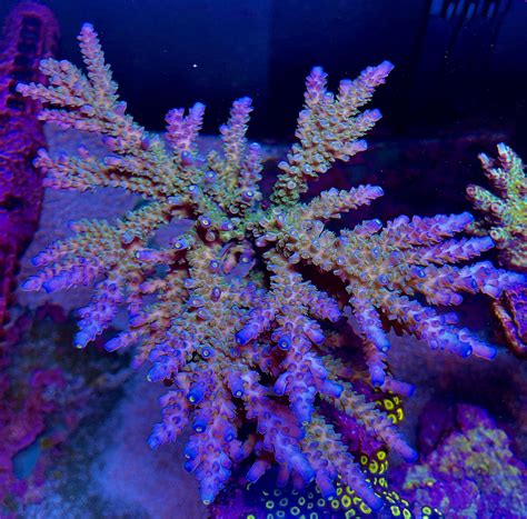 Acropora Tenuis Reef2reef