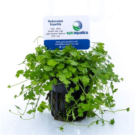 Hydrocotyle Tripartita Epicaquatics