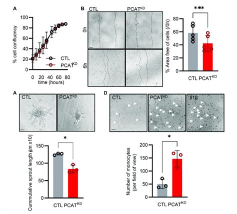 Effect Of Pcat14 Deletion On Endothelial Angiogenic Responses And