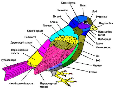 ПРАКТИЧНА РОБОТА № 2 «ВИЯВЛЕННЯ ПРИКЛАДІВ ПРИСТОСУВАНЬ ДО СПОСОБУ ЖИТТЯ В РІЗНИХ ПТАХІВ