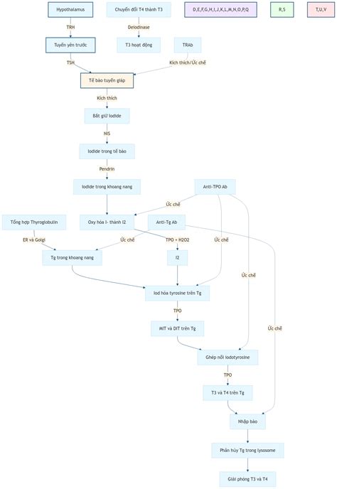 Xét Nghiệm Kháng Thể Kháng Thyroglobulin Anti Tg Ab Nguyên Lý Và ứng Dụng Y HỌc LÂm SÀng