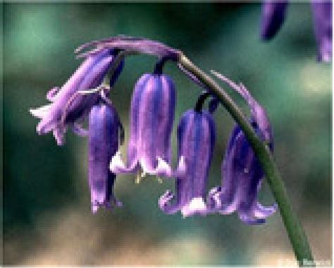 A Multi Division Convolutional Neural Network Based Plant Identification System [peerj]