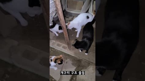 이상한 비명소리 지르는 개구리 구조 출동 Youtube