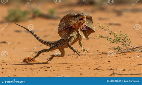 Frilled Lizard Hunt For Prey In The Desert Illustration Silhouette Of