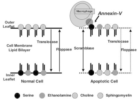 Diagrammatic Representation Of The Cell Membrane In Health And With