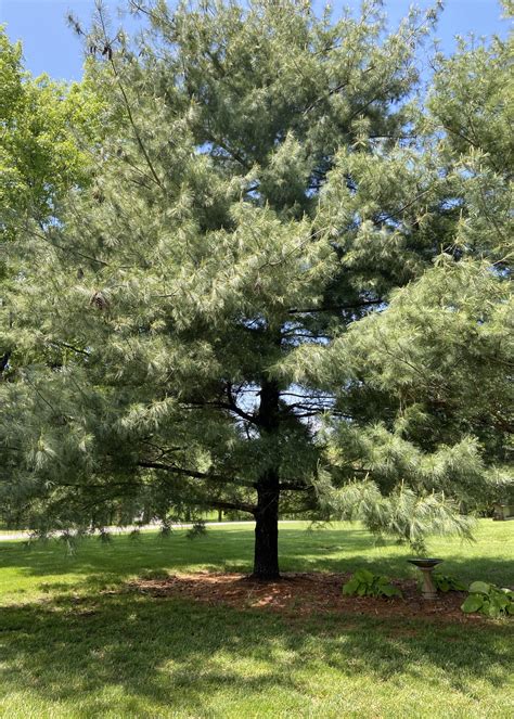 HOW TO MAKE A DIY TREE STUMP TABLE It S Me ChristyB