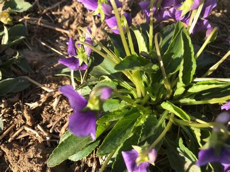 野花雜草紫花地丁的5大用處您知道嗎 每日頭條