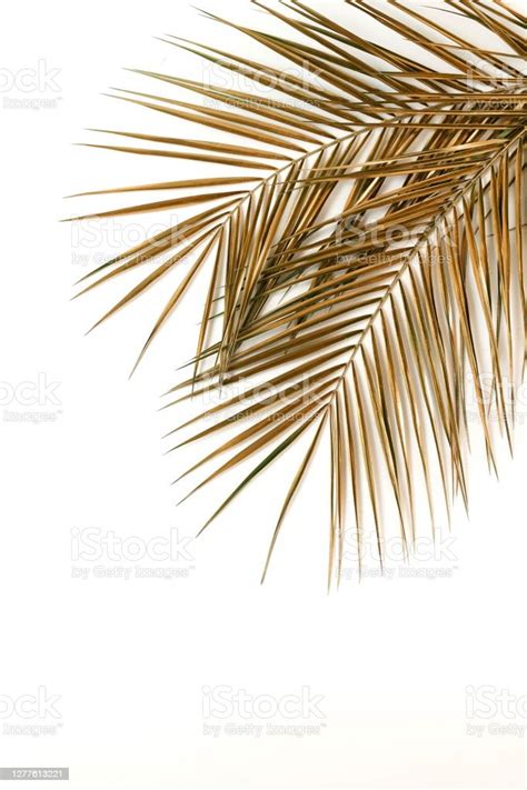 흰색 배경에 격리 된 골드 손바닥 잎 프레임 맨 위 보기입니다 복사 공간을 복사합니다 추상 0명에 대한 스톡 사진 및 기타 이미지 Istock