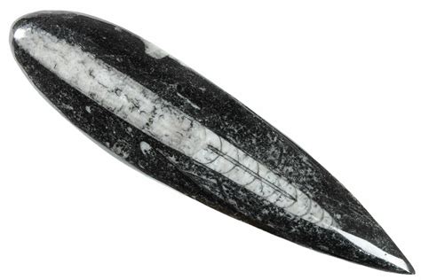 51 Polished Fossil Orthoceras Cephalopod Morocco 216205 For