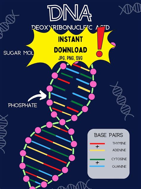 Dna Anchor Chart Digital Download Poster For Science Classroom Homeschool Etsy