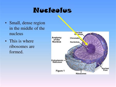 Cell Organelles Ppt Download
