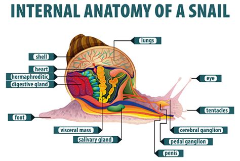 Detailed Diagram Of A Snails Internal Organs Stock Illustration