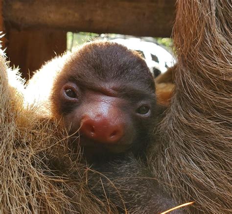 Zoo Atlanta Welcomes Infant Sloth Wsav Tv