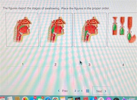 Solved The Figures Depict The Stages Of Swallowing Place Chegg