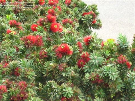 Plantfiles Pictures Callistemon Dwarf Bottlebrush Little John