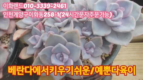 베란다에서키우기쉬운 다육이 다남다육010 3339 2461 Youtube