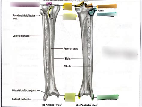 Human Anatomy Tibia And Fibula Diagram Quizlet