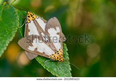 Moth Mating Images Stock Photos And Vectors Shutterstock