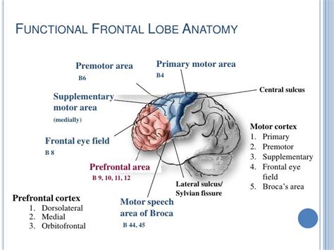 Frontal Lobe 2010