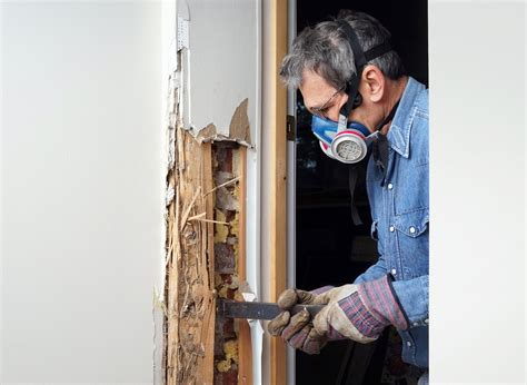 7 Tips For Preventing Termites In Your Home