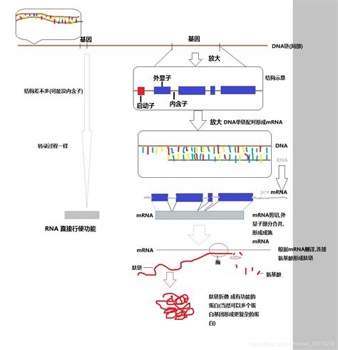 小白的基因测序学习之路——001有关基因的那些事基因要和启动子在一个阅读框中吗 Csdn博客