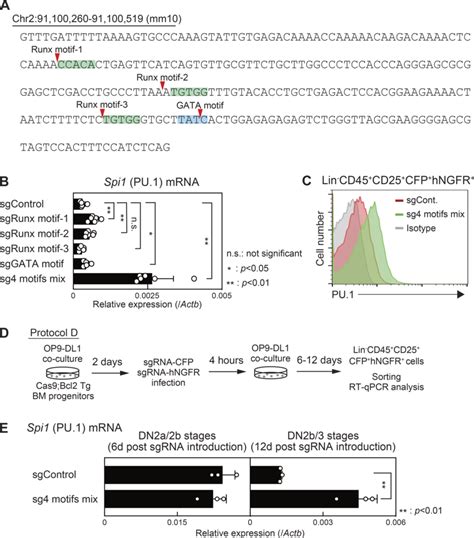 stage specific derepression of spi1 is induced by mutations on the runx