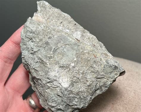 Beautiful Fossiliferous Limestone Rock Jammed With Brachiopod Fossils Etsy