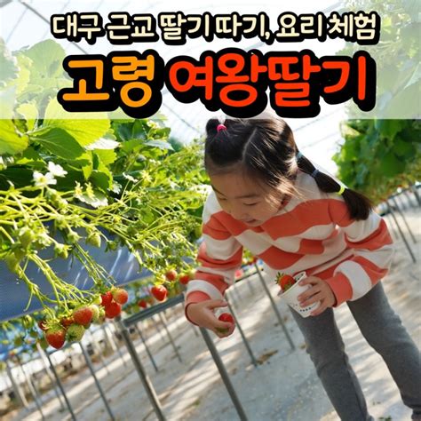대구 아이와 가볼만한곳 딸기체험은 고령 여왕딸기 네이버 블로그