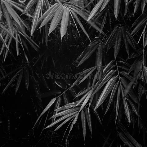 Background Texture Of Bamboo Leaf In Closeup Picture Stock Image Image Of Black Leaf 267813353