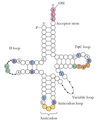 Protein Synthesis Flashcards Quizlet