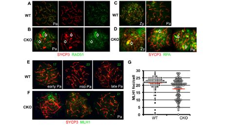Ectopic Accumulation Of Dna Repair Factors In Brg1 Cko Spermatocytes