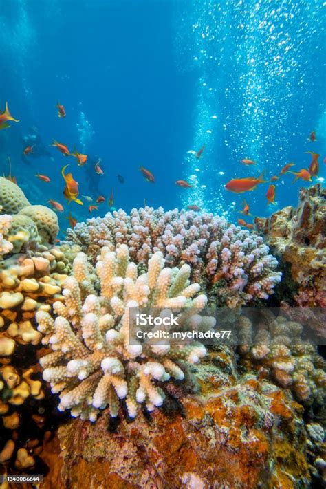 열대 바다의 바닥에 화려한 그림 같은 산호초 하드 산호와 물고기 기포 수중 풍경 산호초에 대한 스톡 사진 및 기타 이미지 산호초 수중 0명 Istock