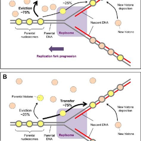 secondary outcomes of the replication fork collision with nucleosomes