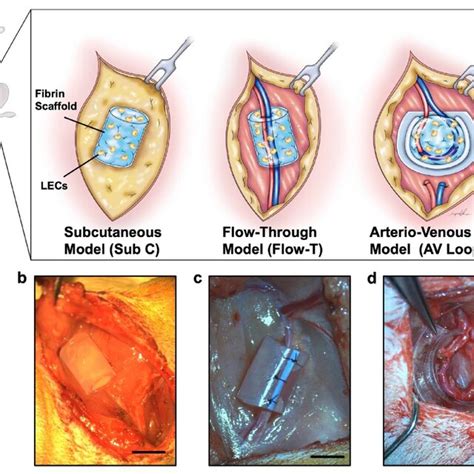 Depiction Of The Three Utilized Hemodynamic Flow Models Placed Into The Download Scientific