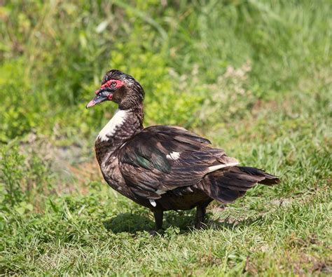 Shop Black Female Muscovy Ducklings For Sale Shirlock Acres