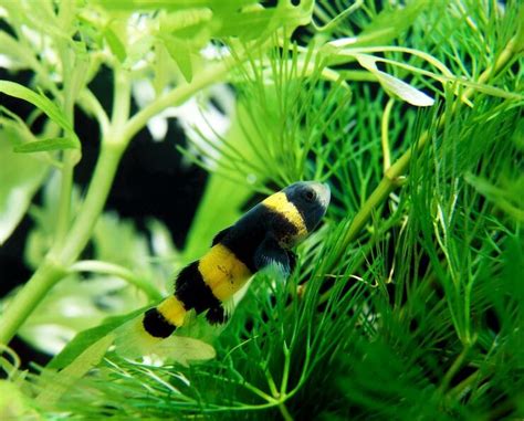 The Ultimate Bumblebee Goby Care Guide Diet Tank Mates And More