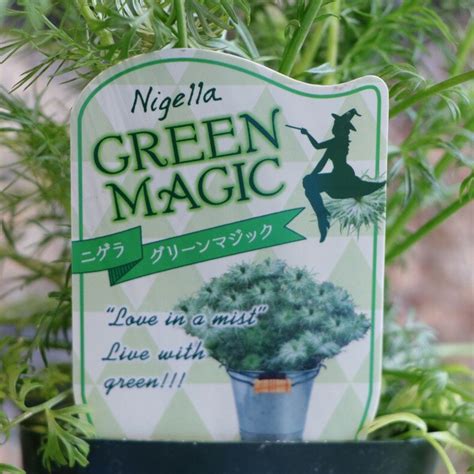 ニゲラ グリーンマジック 3 5号ポット苗 黒種草 クロタネソウ 寄せ植え 鉢植え 花壇 お洒落 おしゃれ 可愛い かわいい シック 春の花