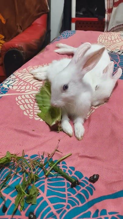 Cute Rabbit 🥰 Khorgosh Youtube