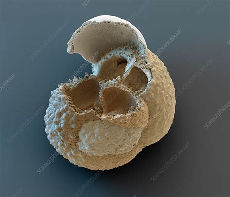 Foraminiferan Sem Stock Image C0522859 Science Photo Library