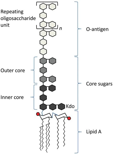 Lipopolysaccharide Lps Structure Functions Biology Notes Online